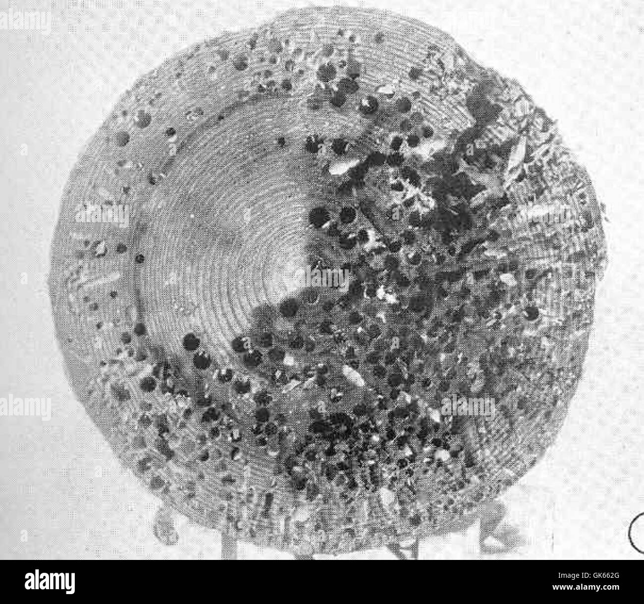 Cross section of douglas fir hi-res stock photography and images - Alamy