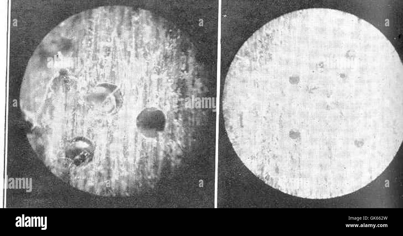 The initial attack by larval Teredo navalis, a marine borer, on ...