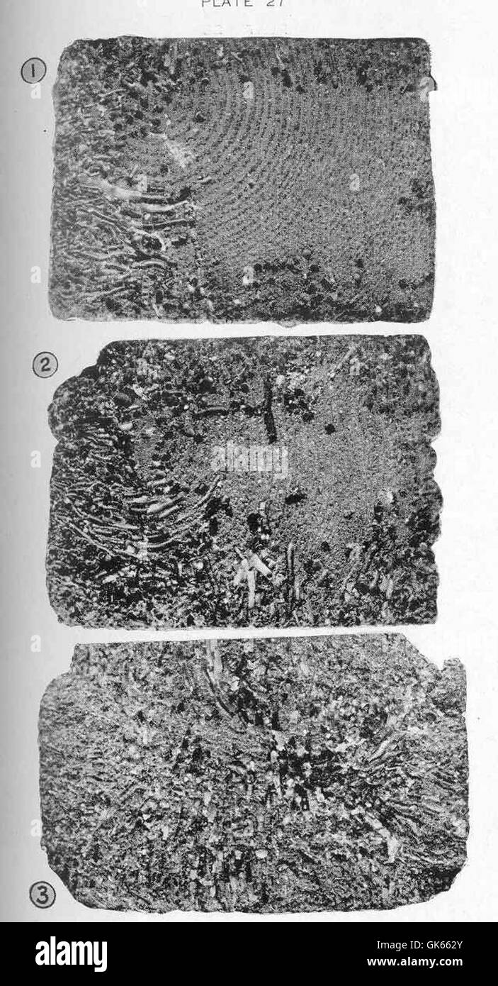49857 Destructive action of Teredo navalis on a Douglas fir 6 by 8 ...