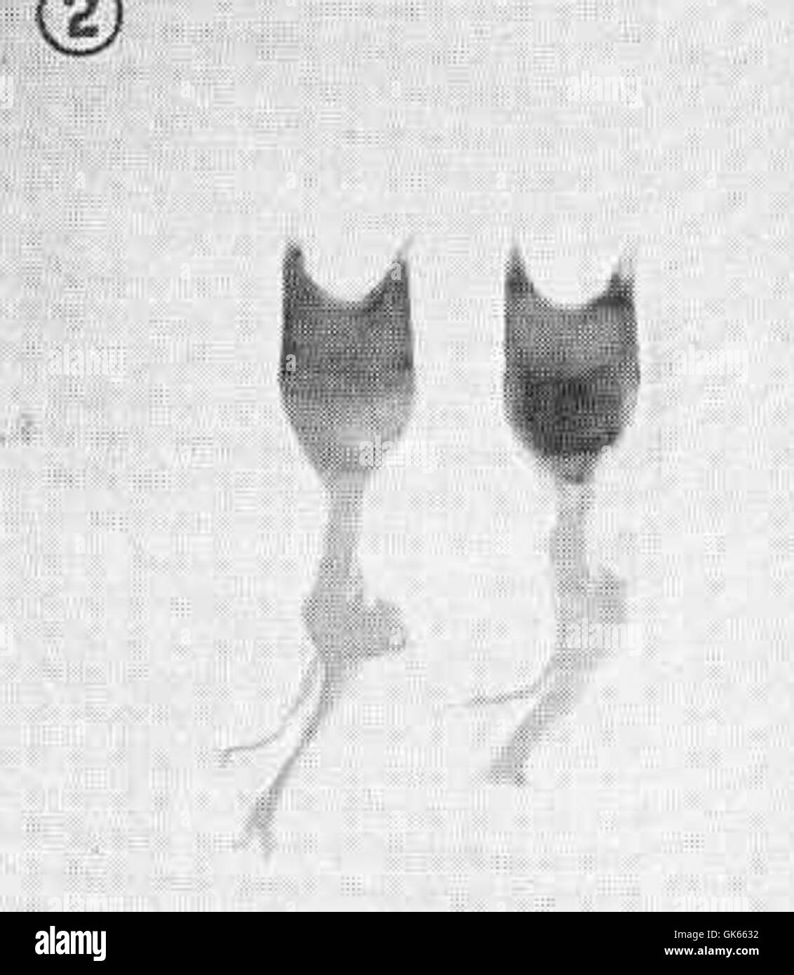 Teredo navalis Black and White Stock Photos & Images - Alamy