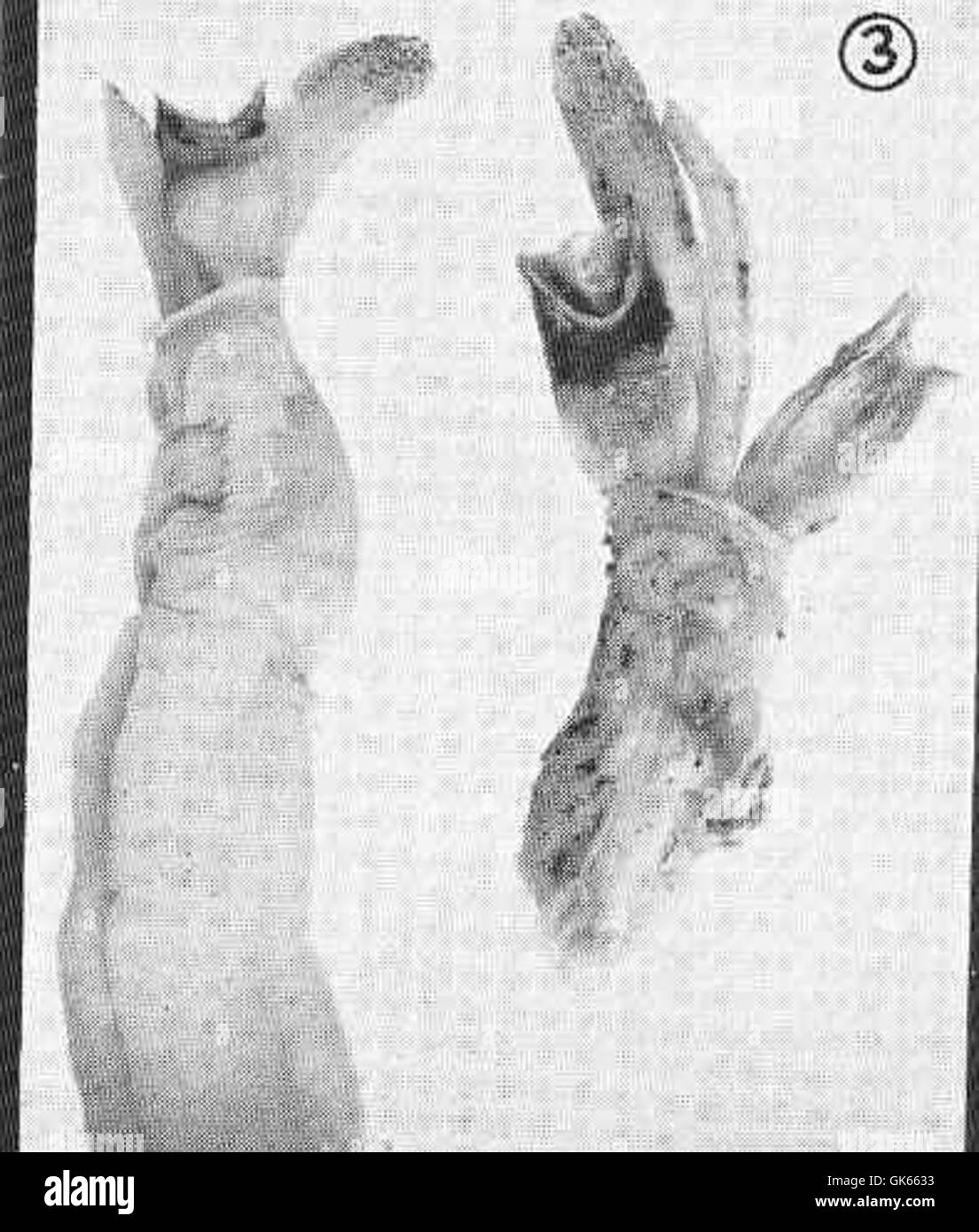 Shipworms hi-res stock photography and images - Alamy