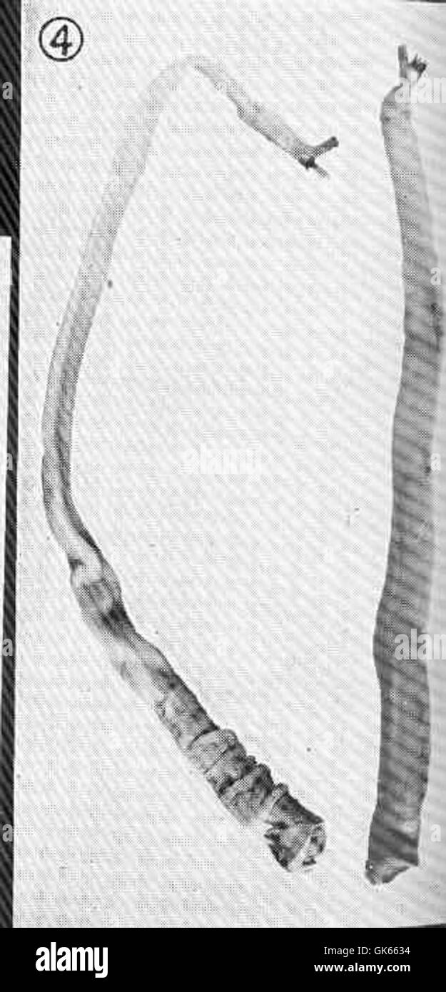 Teredo Navalis High Resolution Stock Photography and Images - Alamy