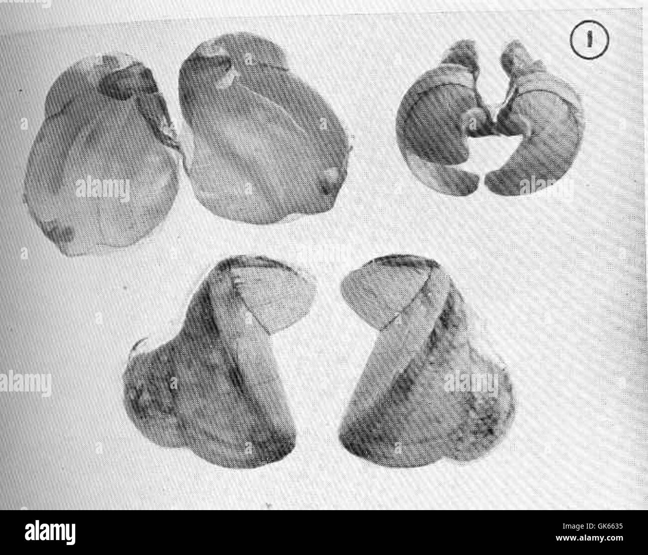Teredo navalis, commonly known as the shipworm, is a species of mollusc ...