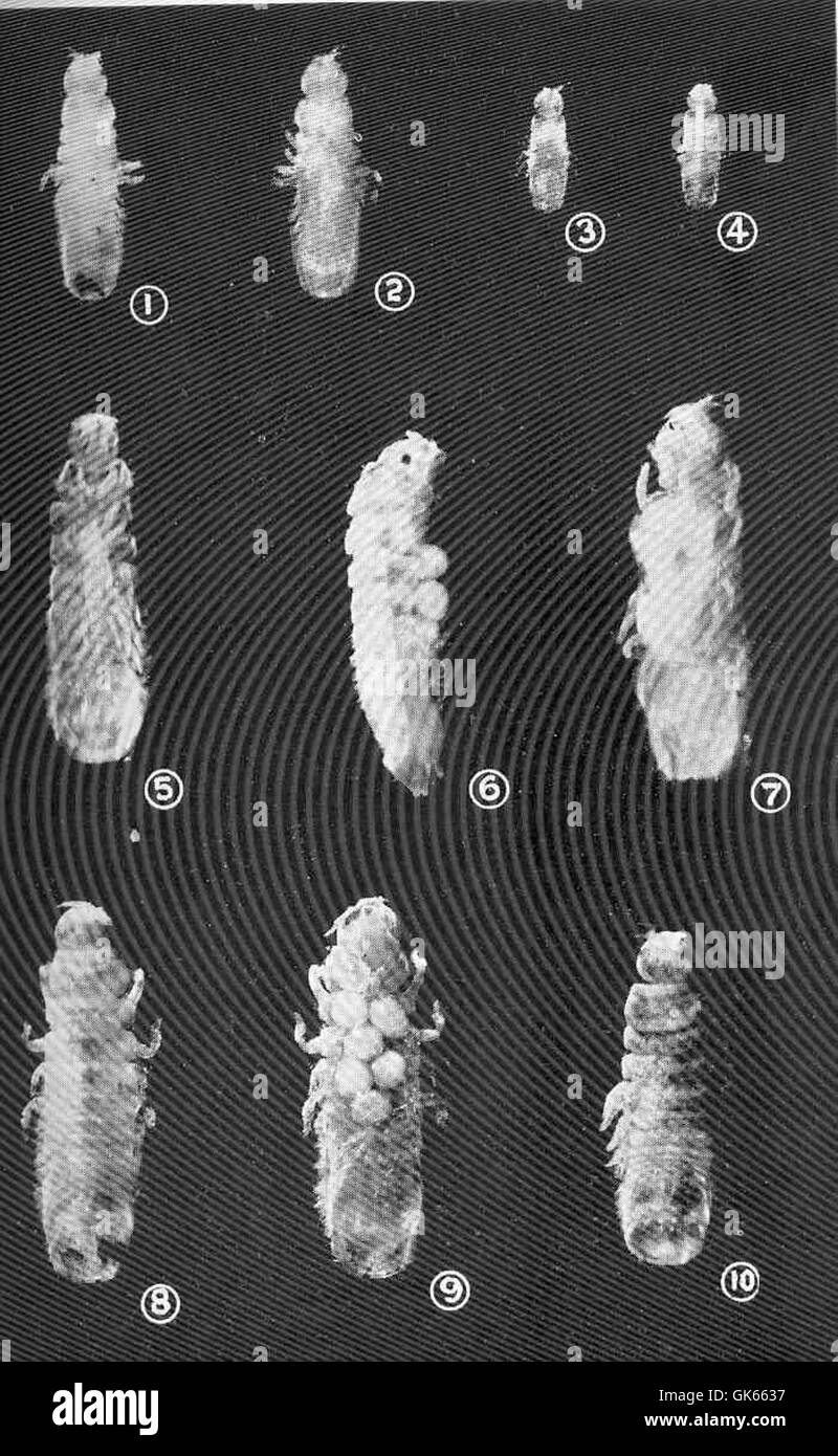 Limnoria hi-res stock photography and images - Alamy