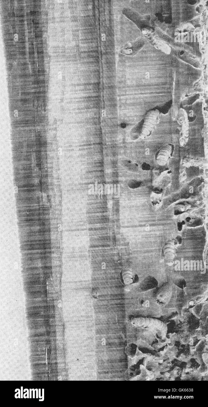 Limnoria, a species of wood-boring crustacean, is shown attacking ...