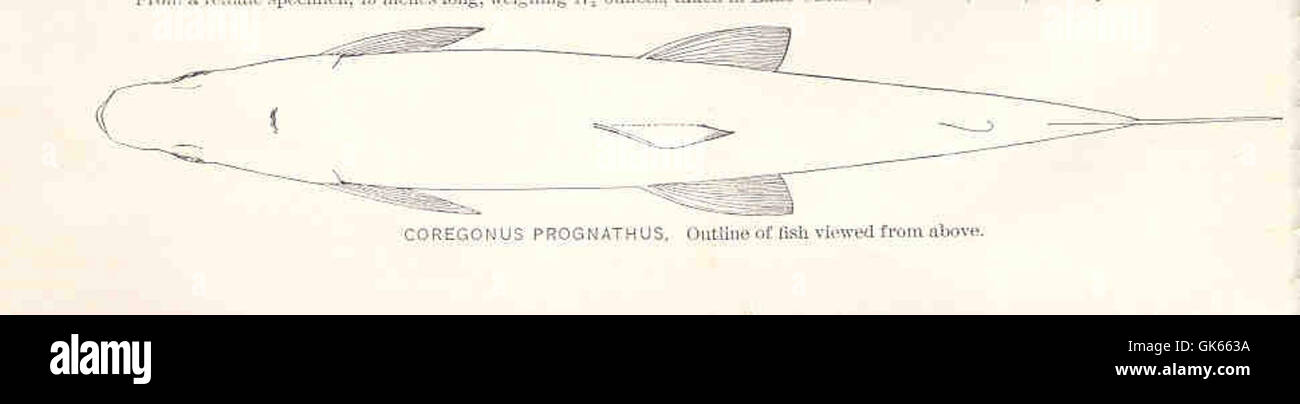 Prognathus hi-res stock photography and images - Alamy