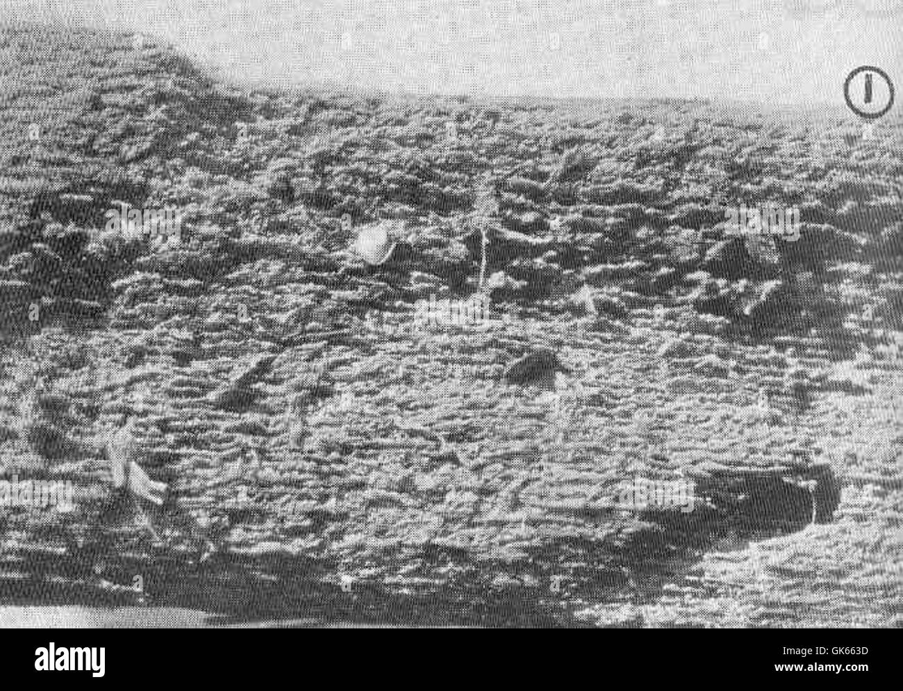 49869 Untreated square Oregon fir timber, San Franciasco, Pier 7 ...