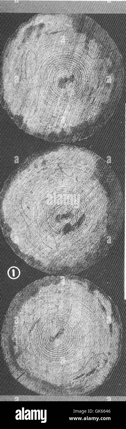 Creosote Black and White Stock Photos & Images - Alamy