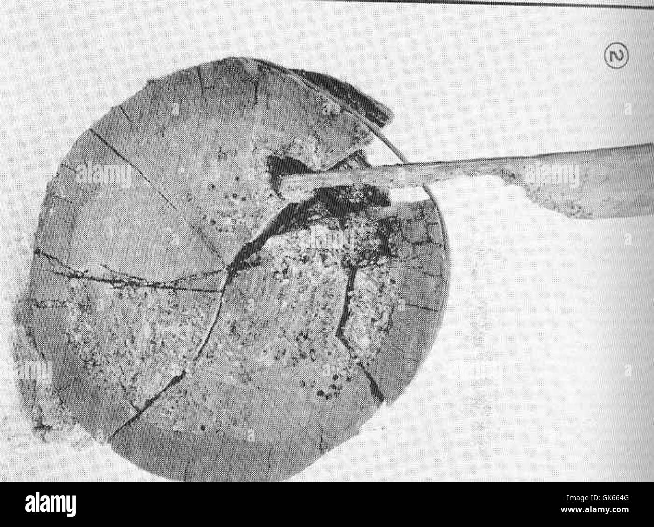 This cross-section of a treated pile shows the effects of Teredo, a ...