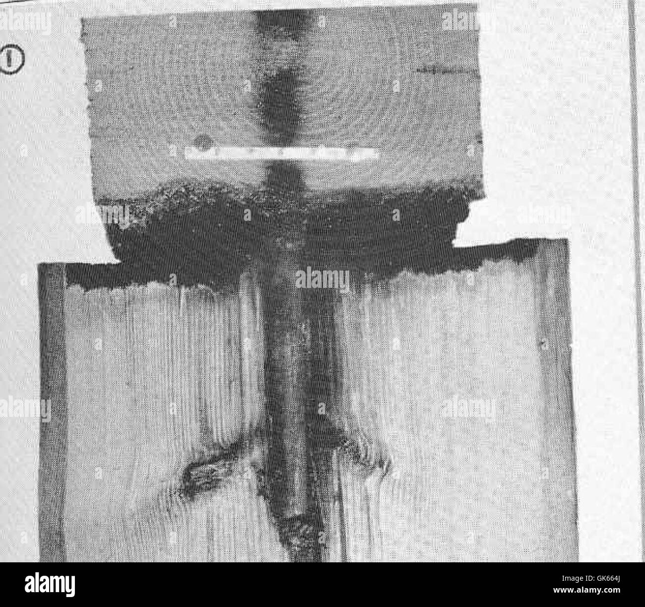 A section showing a corbel and creosoted pile, both of which have been ...