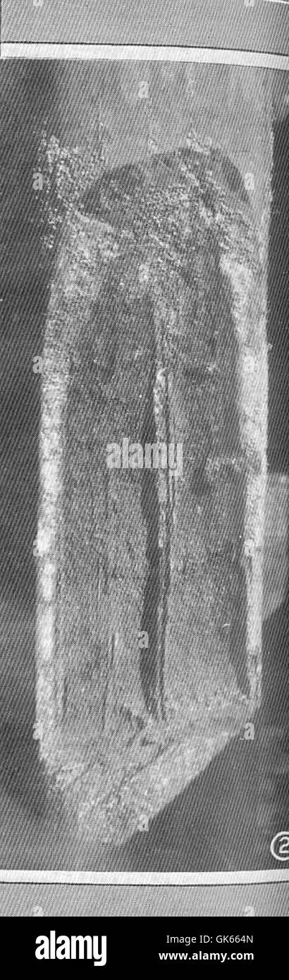 49900 Creosoted pile attached by Limnoria where pile was dapped for ...