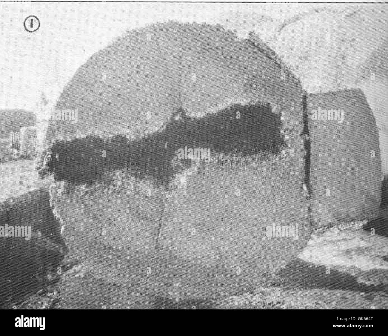 A cross-section of a creosoted fender pile reveals damage caused by ...