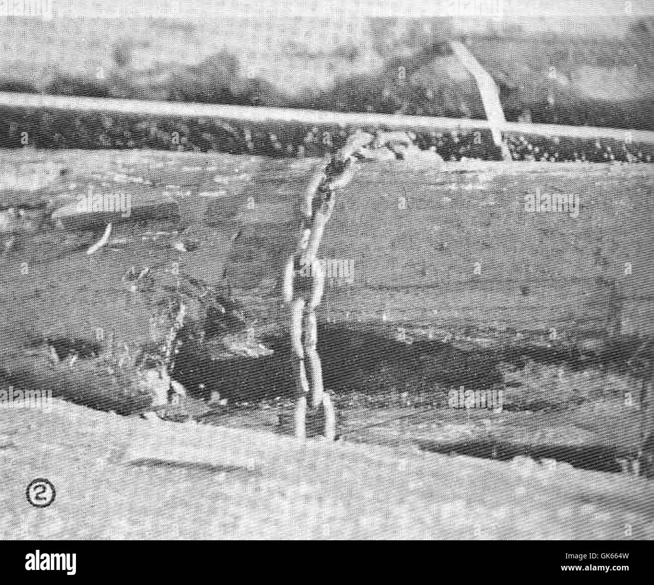 An image of a creosoted pile that has been damaged by Limnoria, a ...