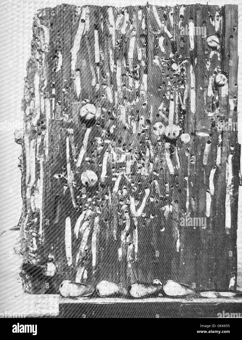 A sample of 12' x 12' timber submerged in Pearl Harbor displays surface ...