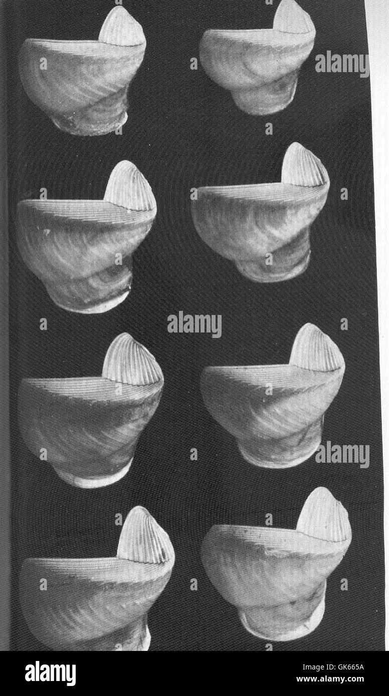 49914 Series of shells of Teredo navalis from Crockett, showing effect ...