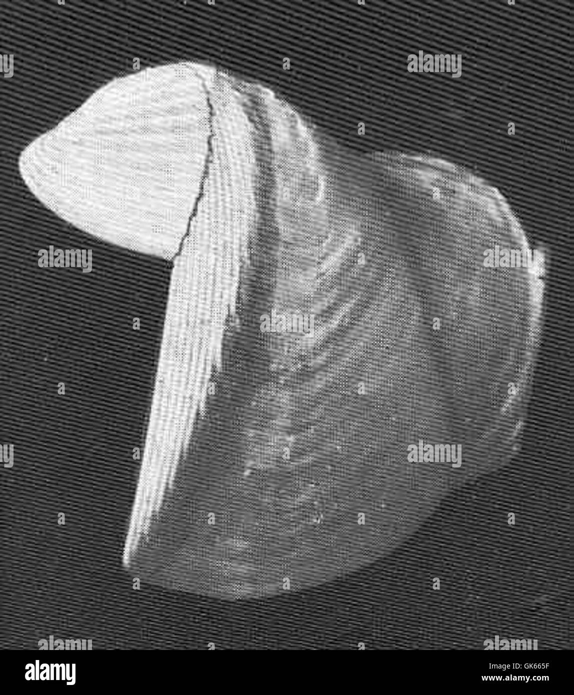 49917 Typical shell from near bottom at Crockett Stock Photo - Alamy