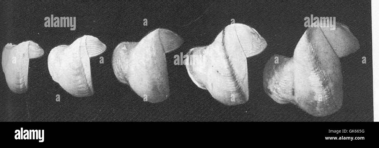 This series of shells from Crockett shows shells of progressively ...
