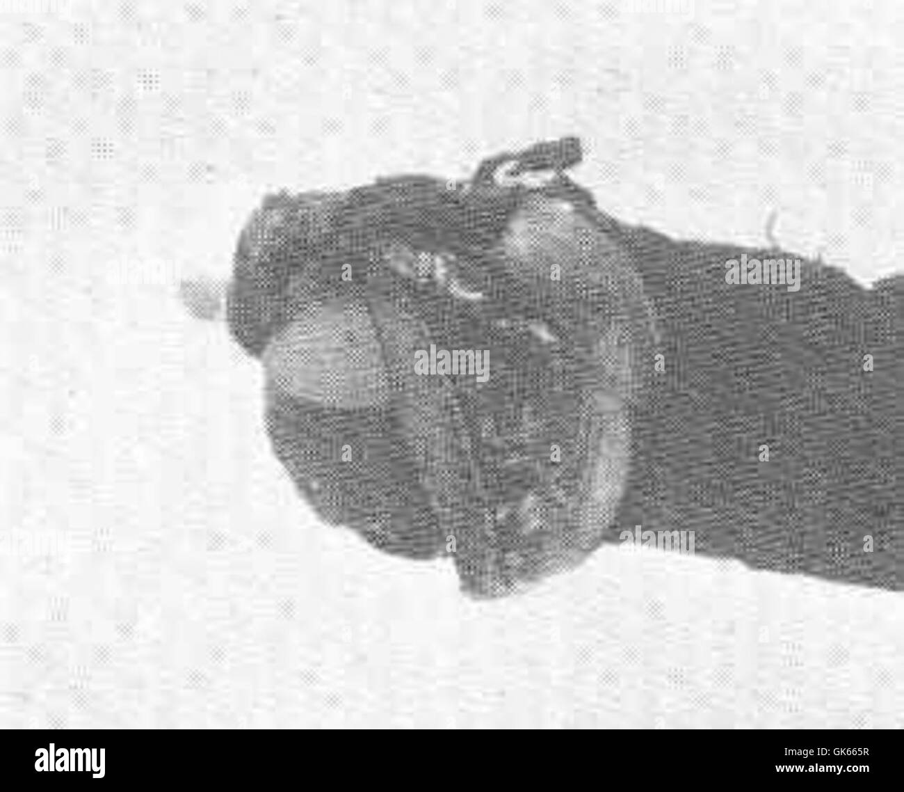 This image shows the head of a Teredo, a type of shipworm, which has a ...