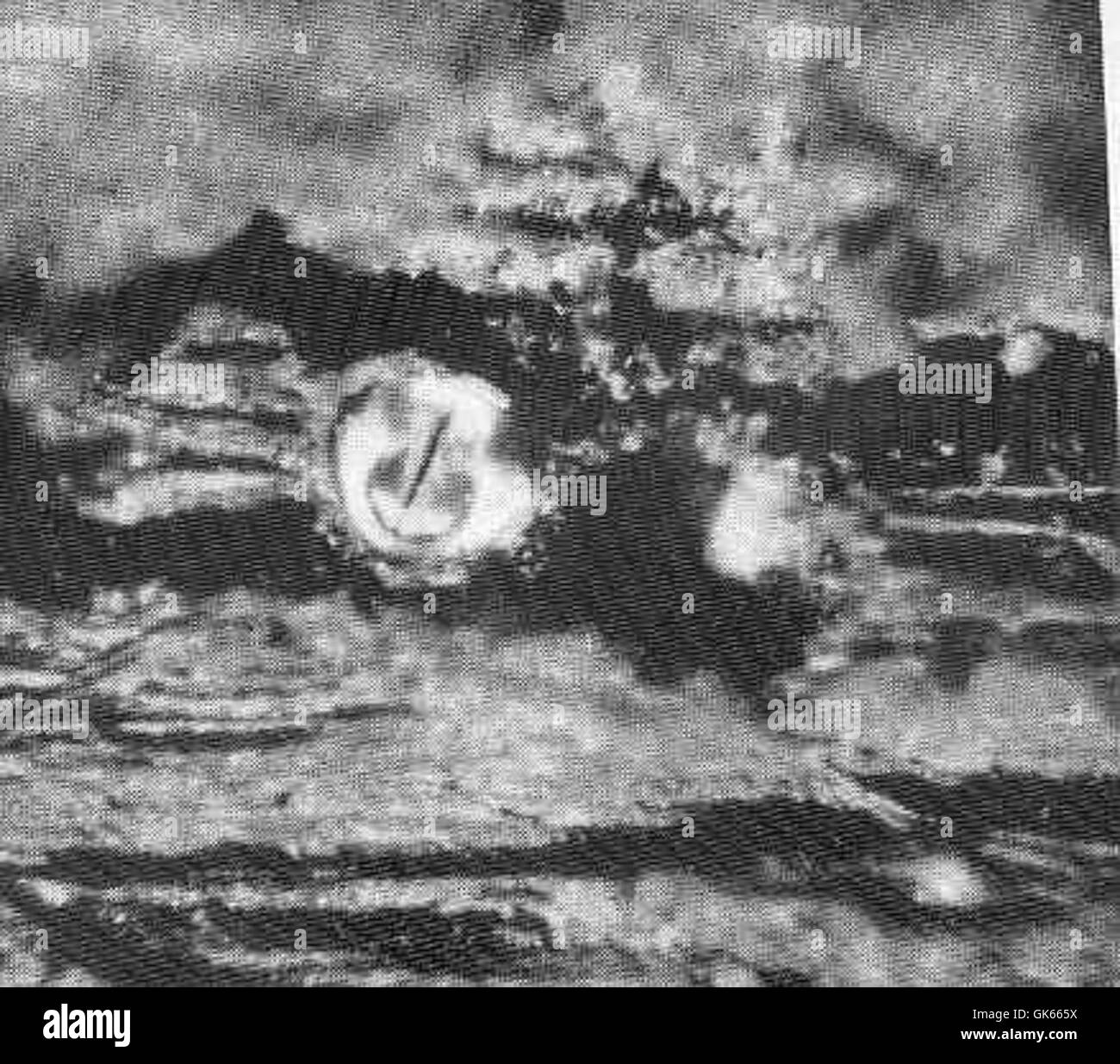 *Teredo navalis*, commonly known as the shipworm, is shown with its ...