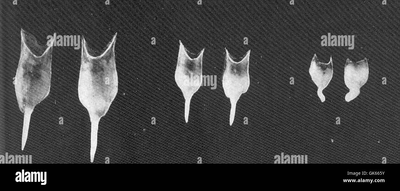 Clam exhibits hi-res stock photography and images - Alamy