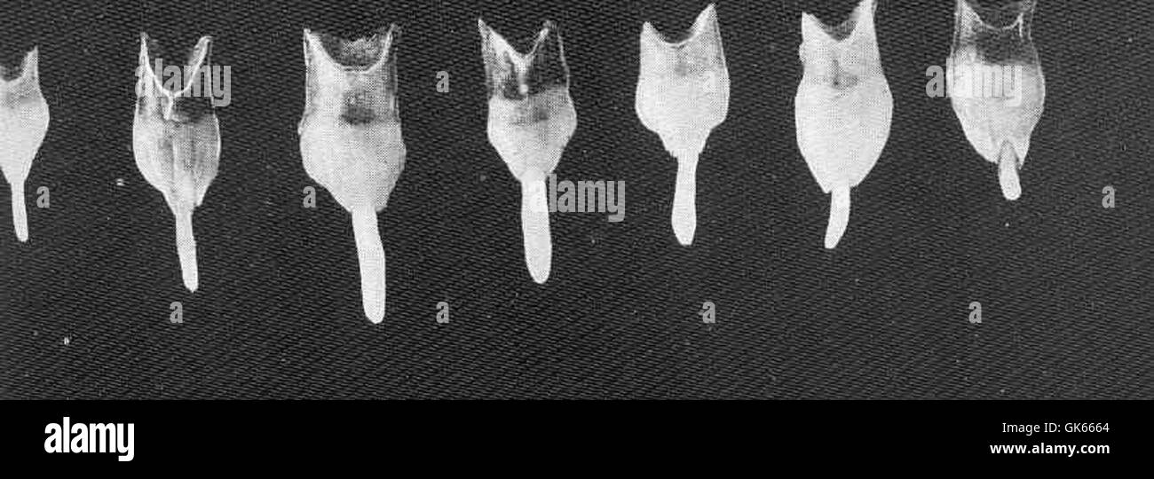 Teredo navalis, known as the shipworm, is a marine borer that damages ...