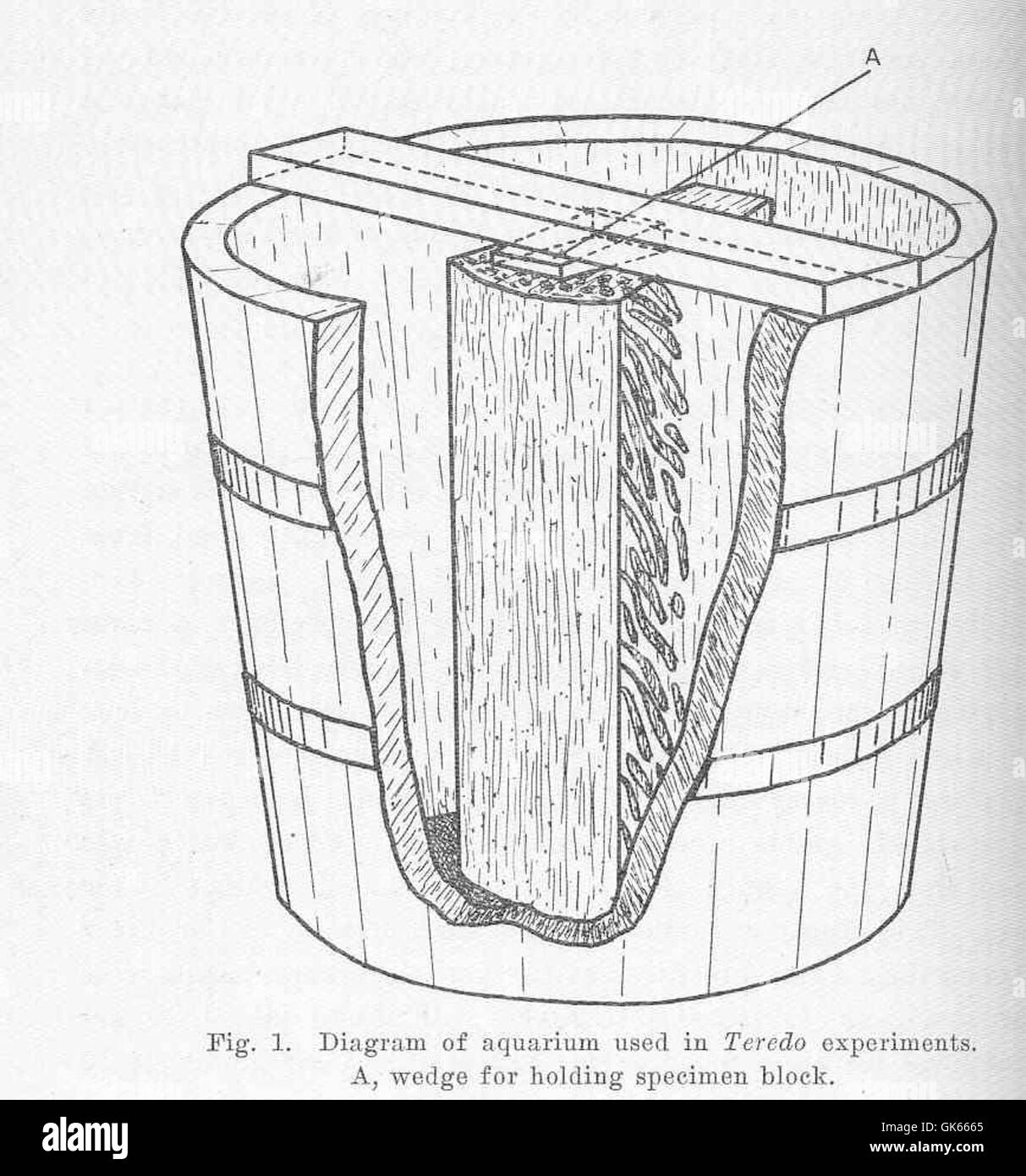 49934 Diagram of aquarium used in Teredo experiments A, wedge for ...