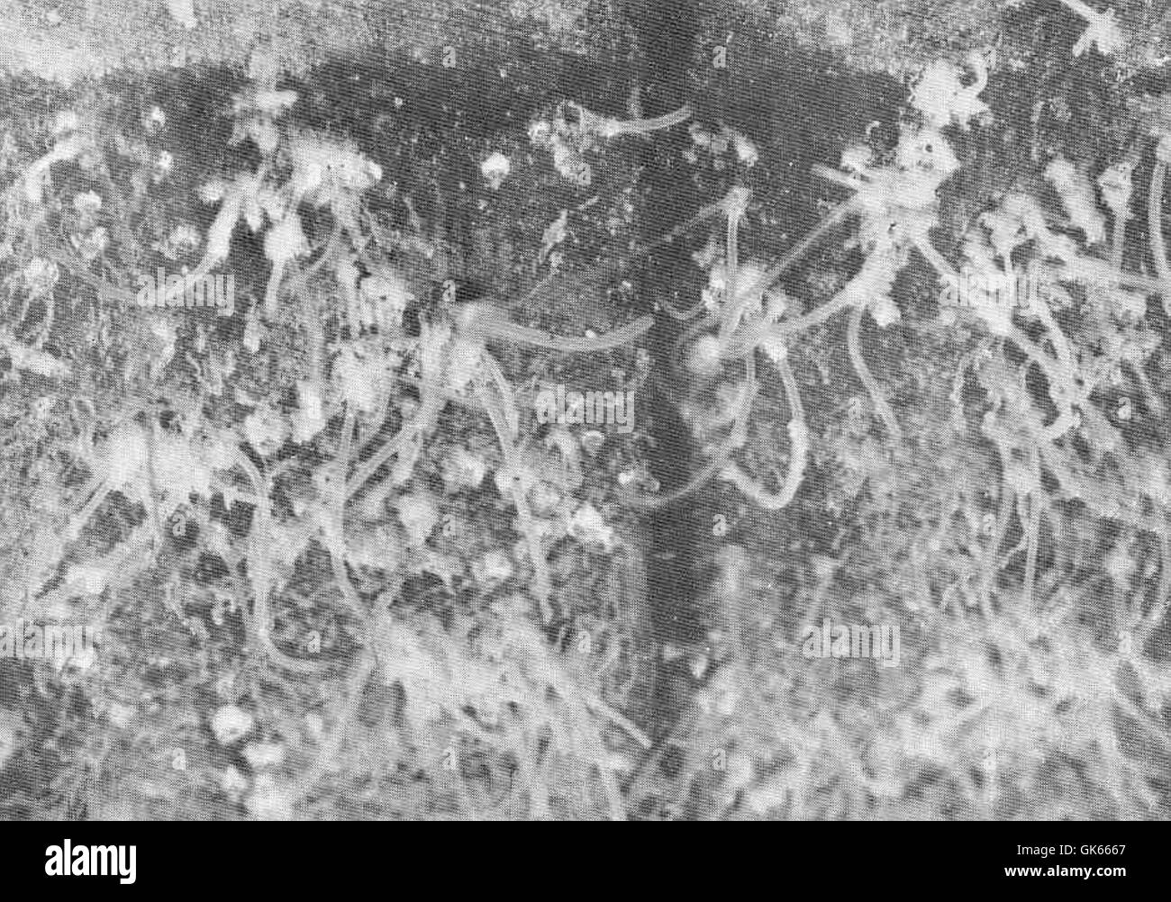 Unique bivalves hi-res stock photography and images - Alamy