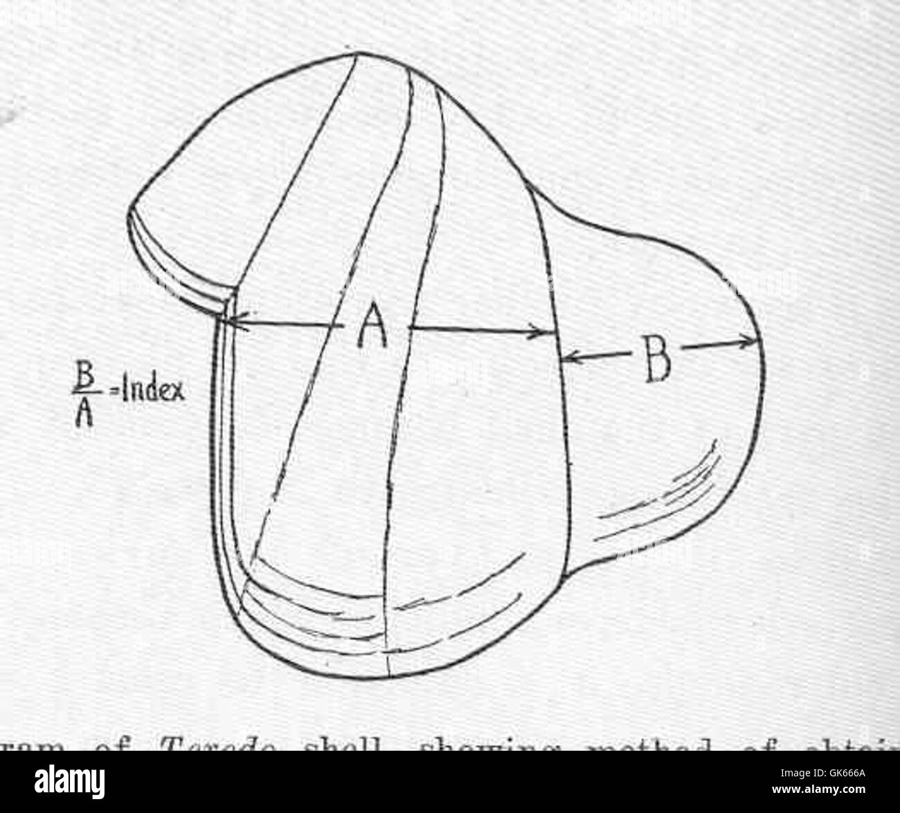 This diagram illustrates the shell structure of the Teredo, a type of ...