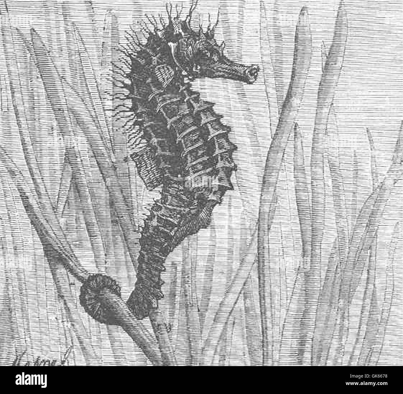 Seahorse anatomy hi-res stock photography and images - Alamy