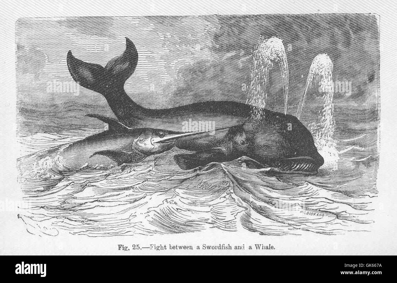 This scene depicts the dramatic encounter between a swordfish and a ...