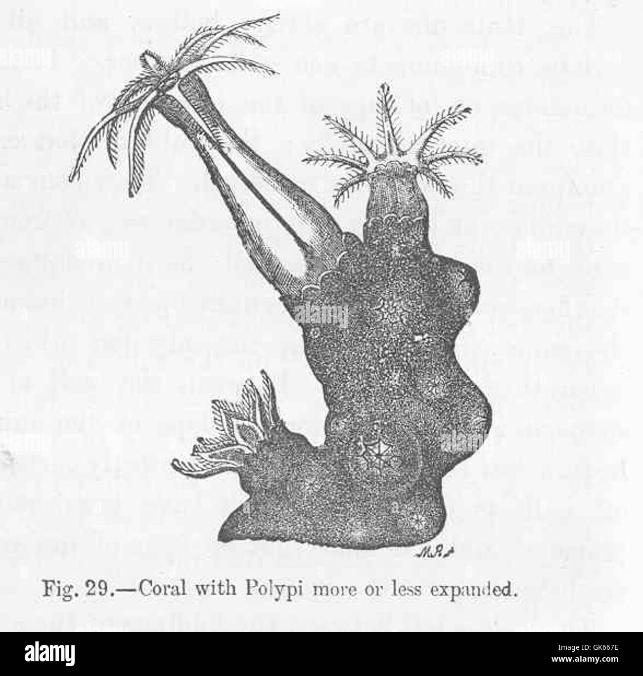 Polypi hi-res stock photography and images - Alamy