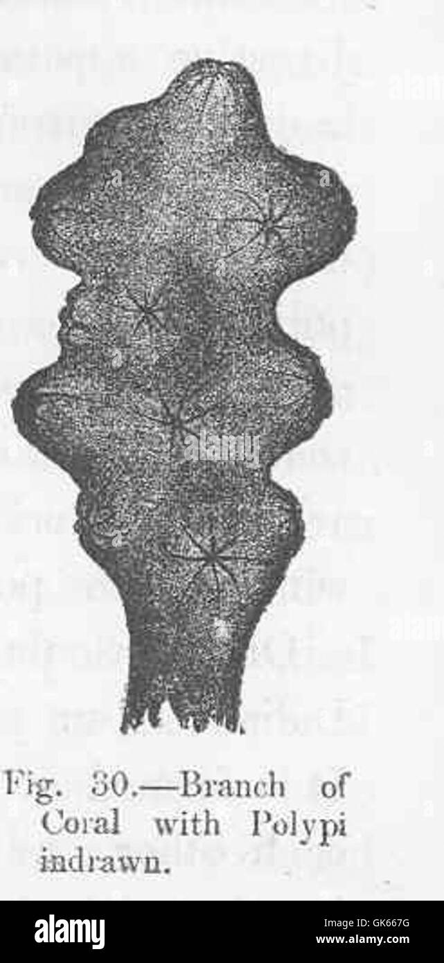 Polypi Black and White Stock Photos & Images - Alamy