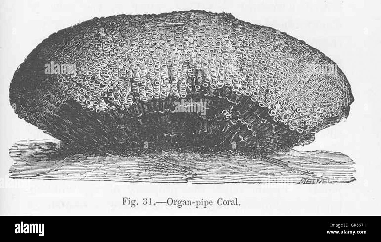 Organ pipe coral pipe organ coral pipe Black and White Stock Photos ...