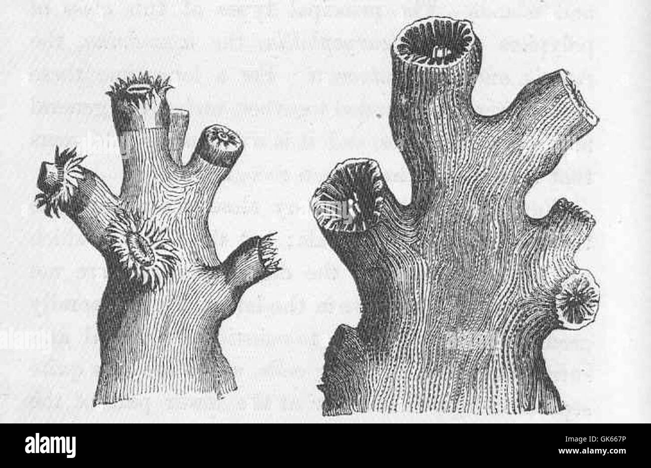 49974 Dendrophyllia Ramea Stock Photo - Alamy