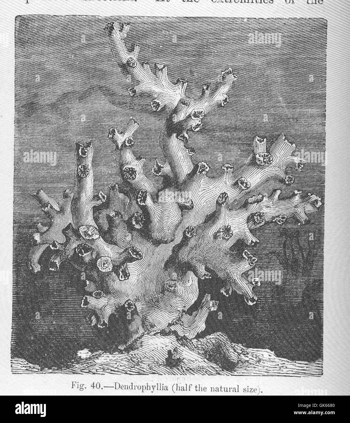 Dendrophyllia Black and White Stock Photos & Images - Alamy