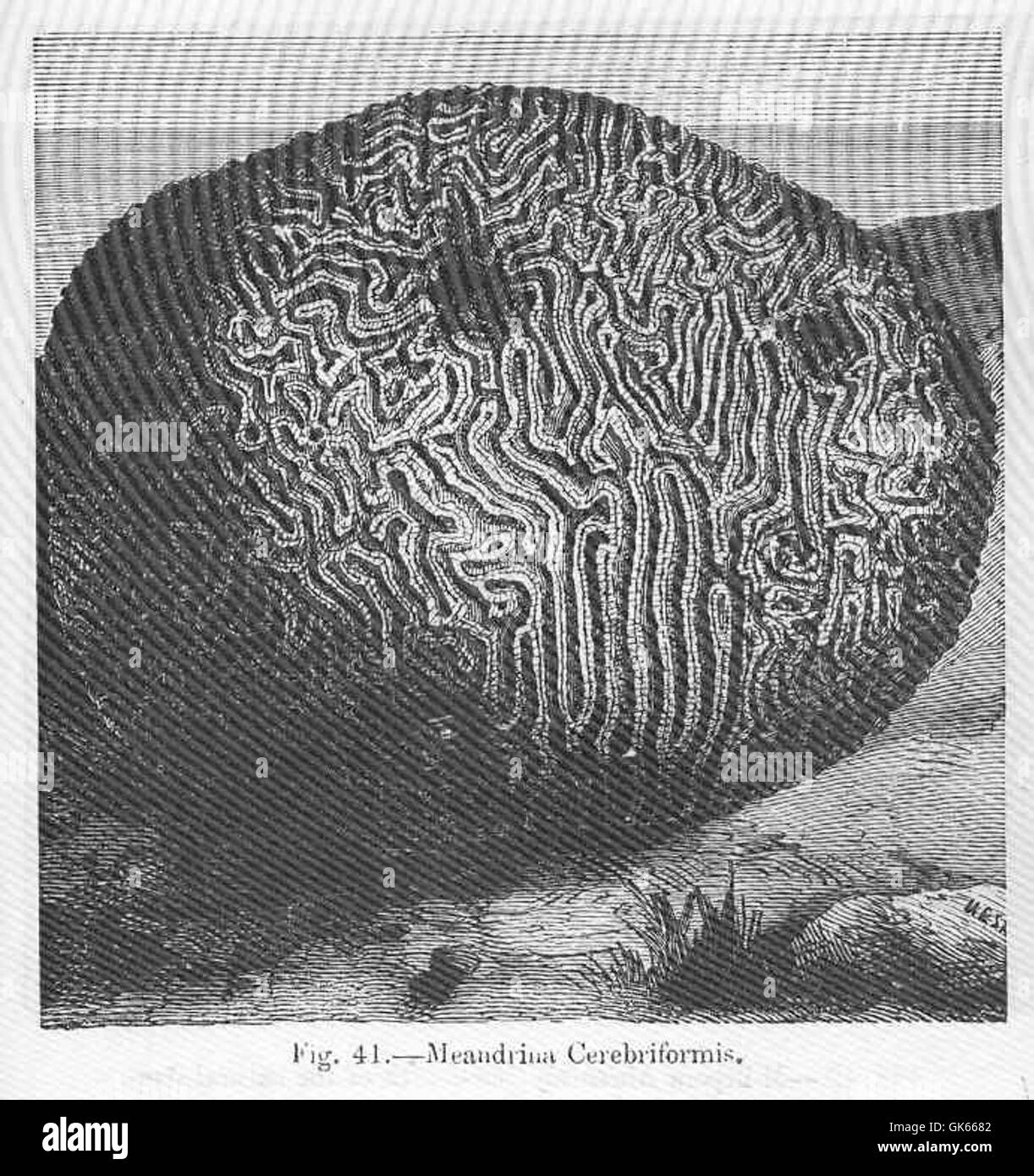 Meandrina hi-res stock photography and images - Alamy