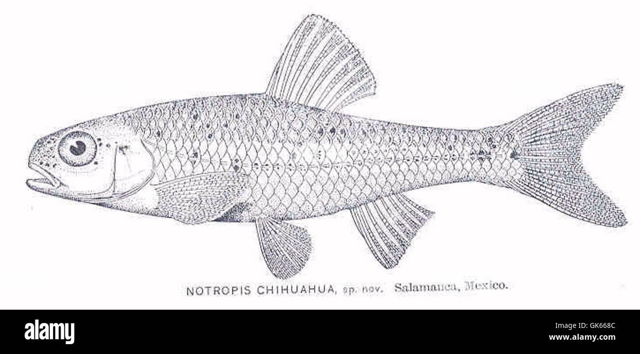 Notropis chihuahua, a new species of minnow, was discovered in the ...