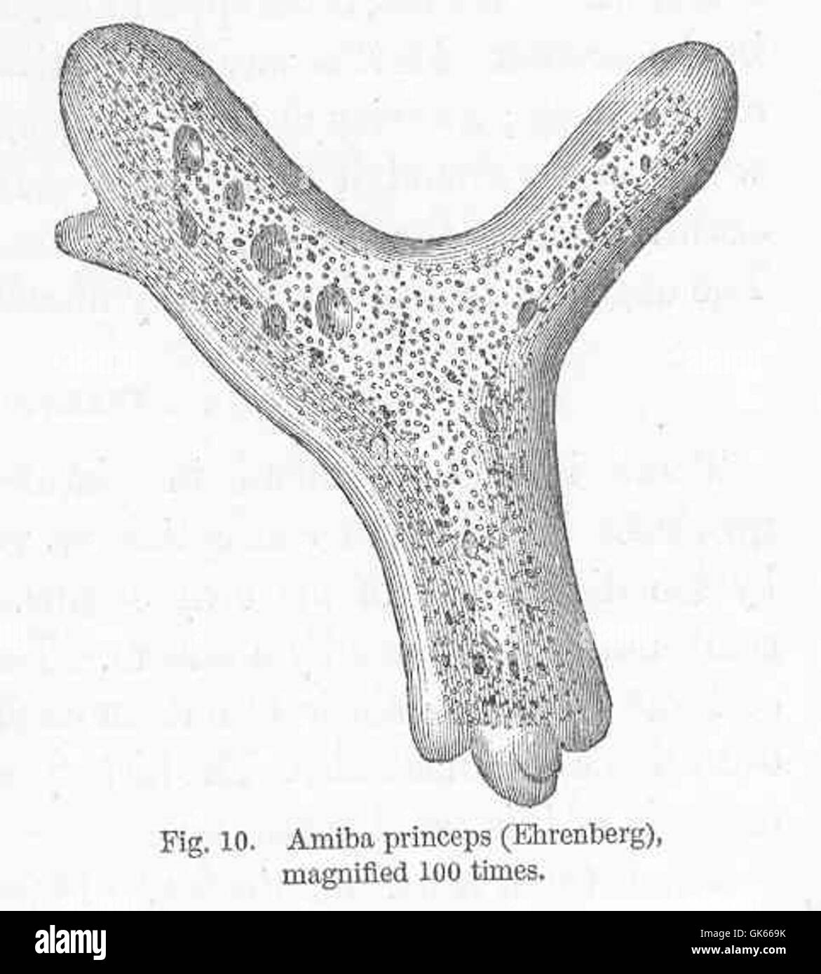 Amoeba protozoa Cut Out Stock Images & Pictures - Alamy