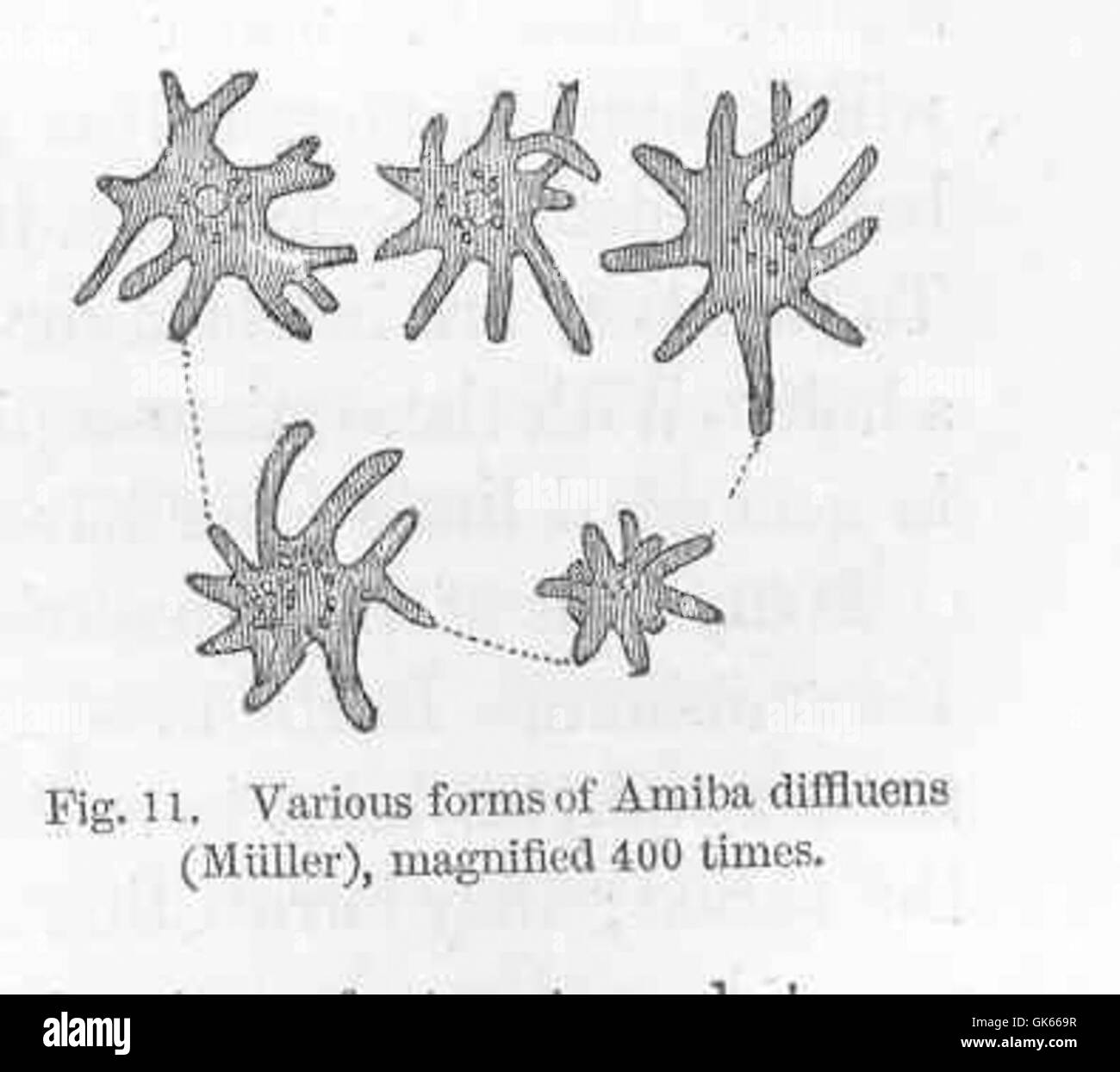 50018 Various forms of Amiba Diffuens Stock Photo - Alamy