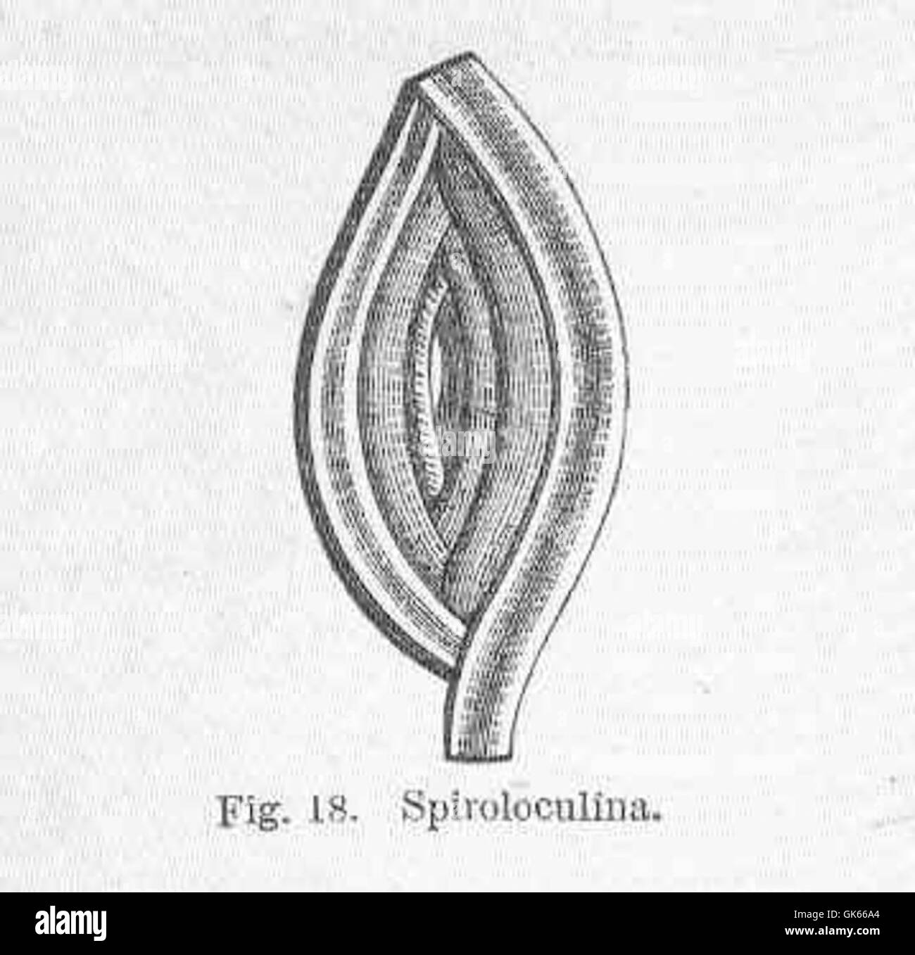Foraminifera plankton hi-res stock photography and images - Alamy