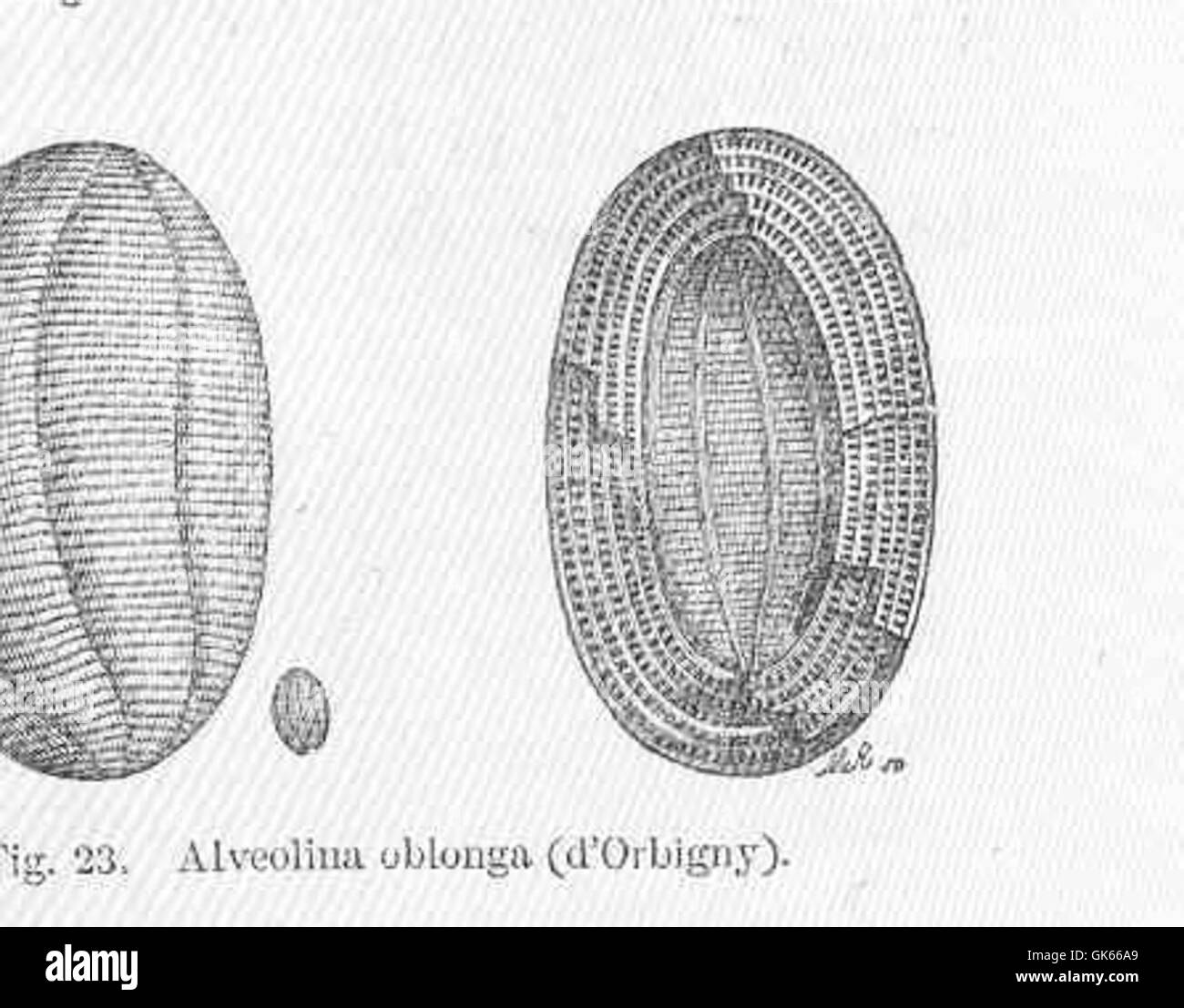 Foraminifera fossils Black and White Stock Photos & Images - Alamy