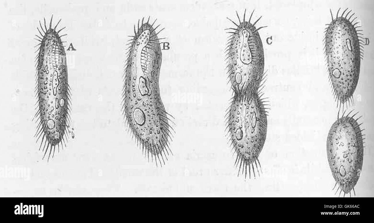 Single cell division reproduction Black and White Stock Photos & Images ...