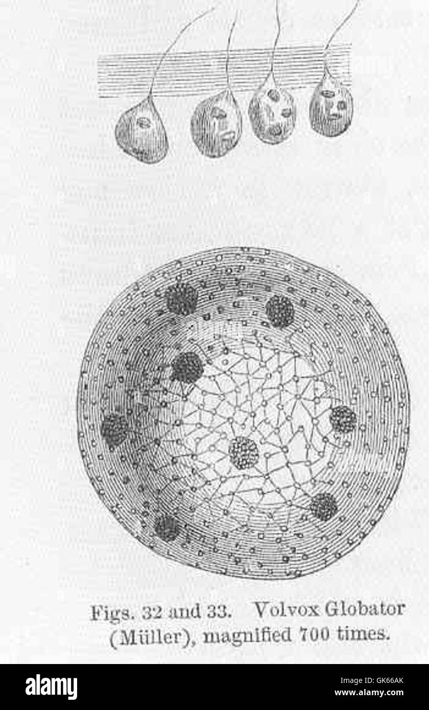 50039 Volvox Globator (Muller), magnified Stock Photo - Alamy