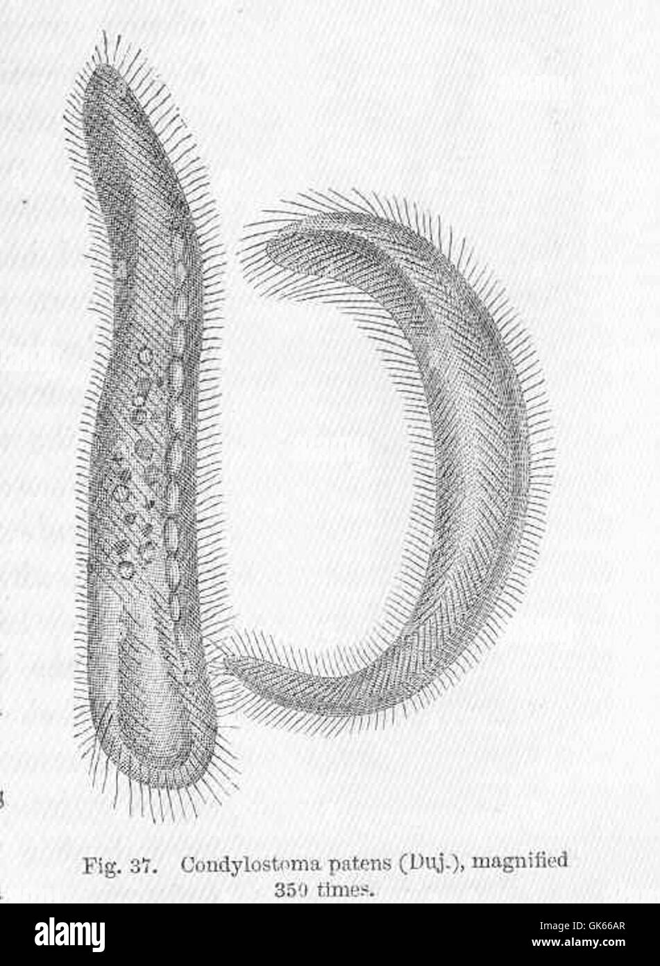 Duj font hi-res stock photography and images - Alamy