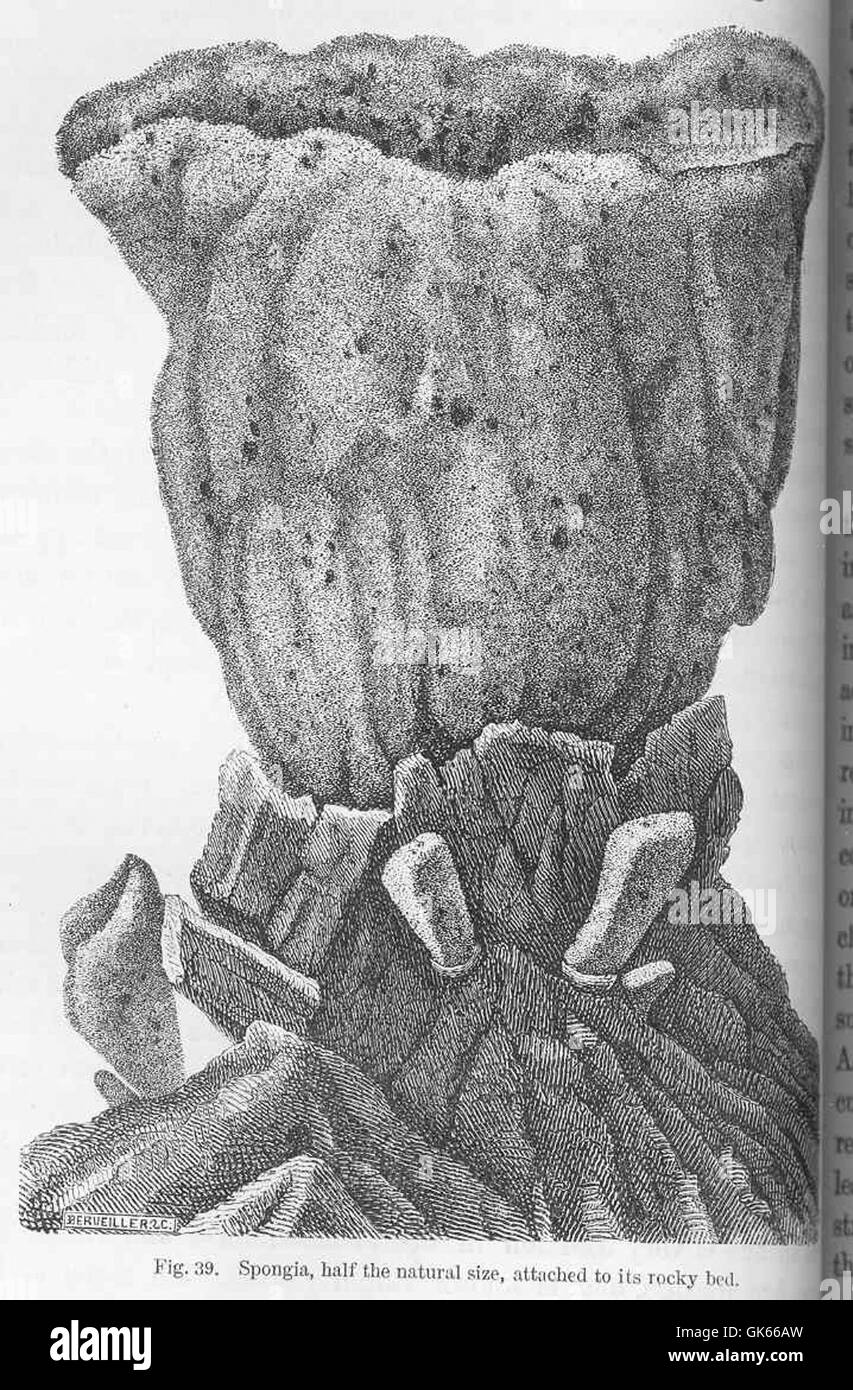A specimen of Spongia, a genus of sea sponge, attached to a rocky bed ...