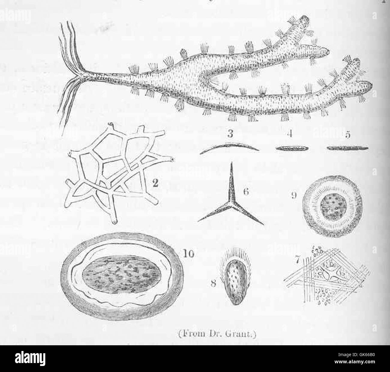 Spongia oculata, a species of sponge, is shown here with its ...
