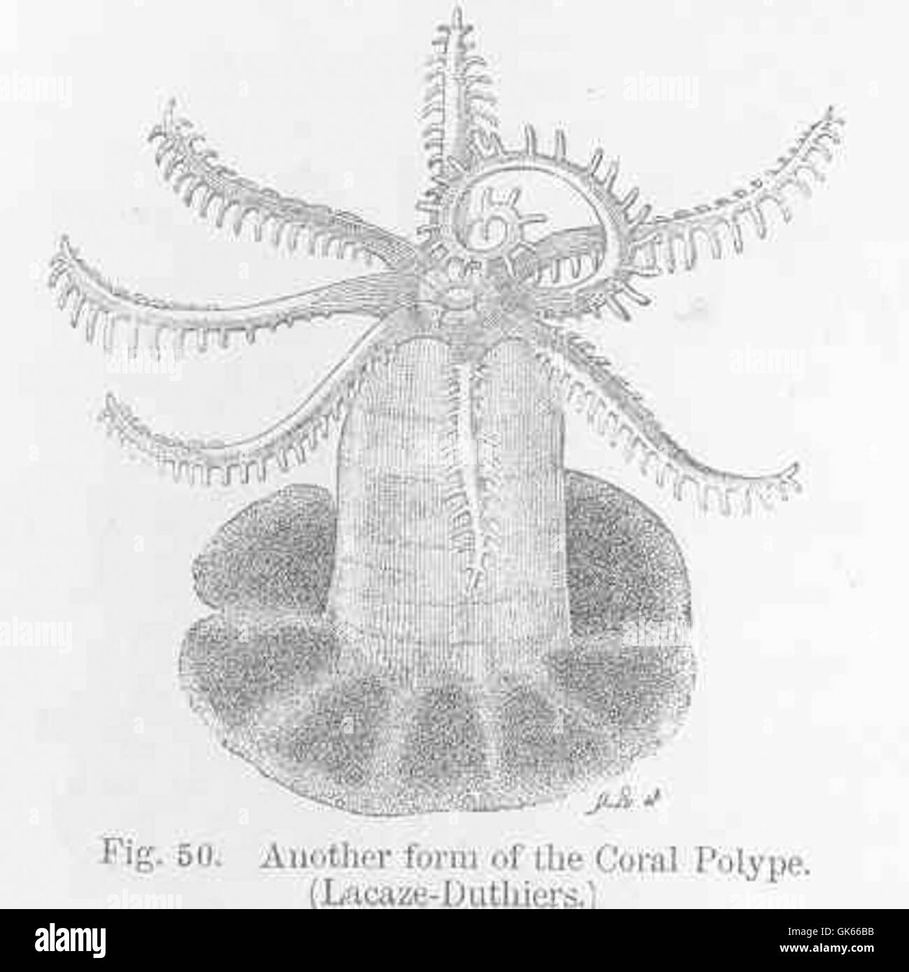 Polype hi-res stock photography and images - Alamy