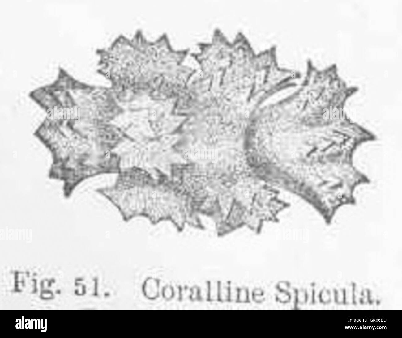 Sponge formation Black and White Stock Photos & Images - Alamy