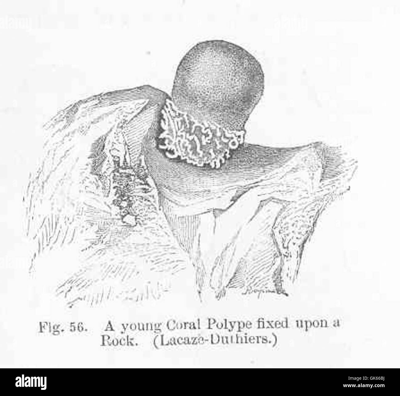 This image depicts a young coral polype fixed upon a rock, a crucial ...