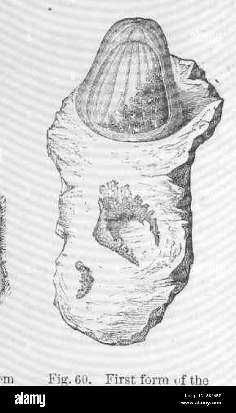 Studying organisms Black and White Stock Photos & Images - Alamy